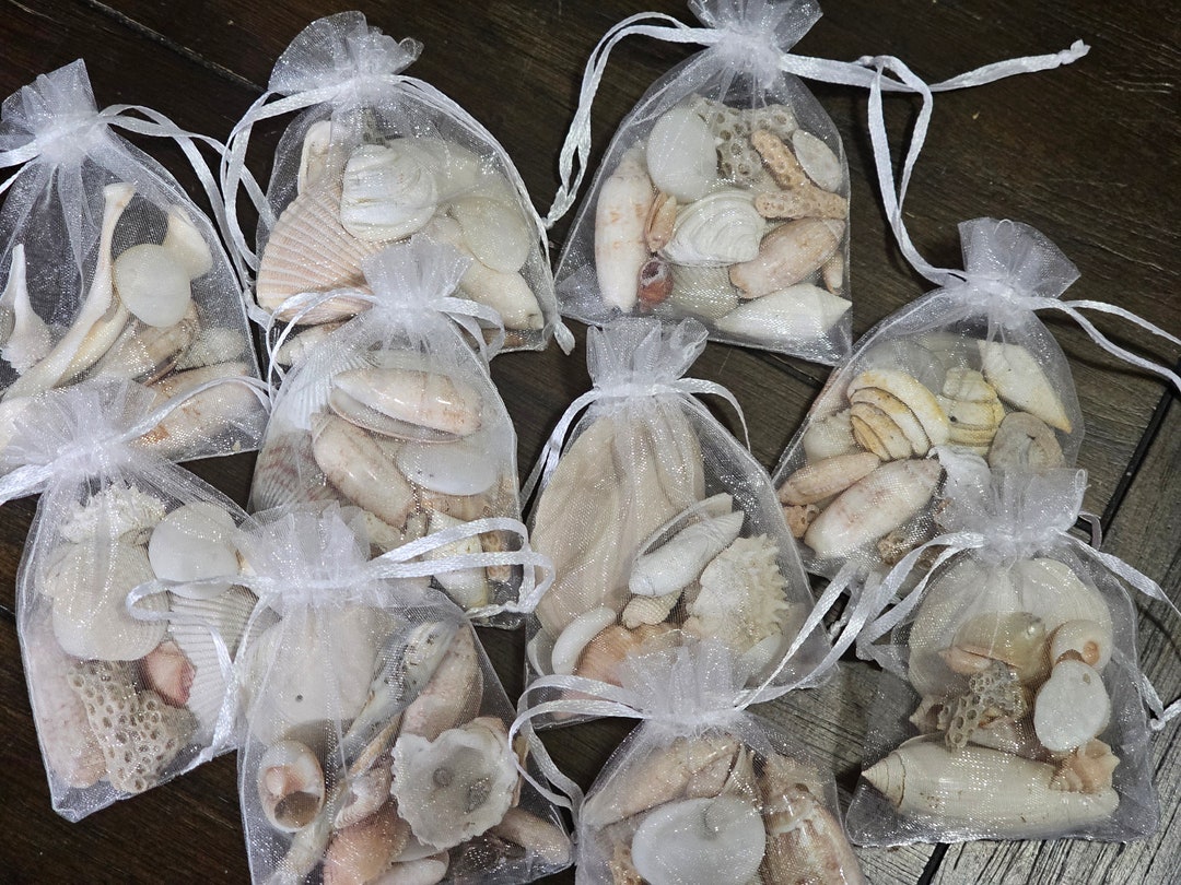 Authentic Sea Shell Party Favors - Beach Wedding - Etsy