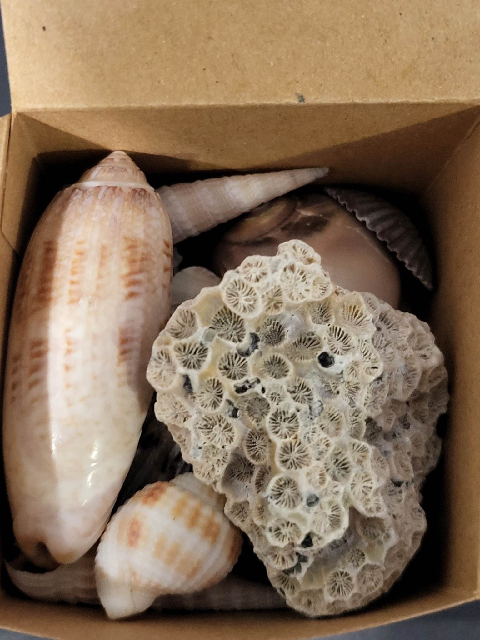 Mystery Seashell Boxes-surprise Seashells-collection-its A Surprise - Etsy