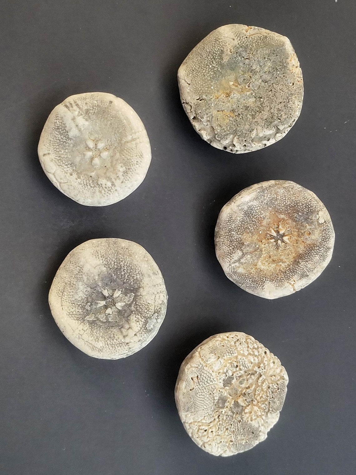 Fossilized Sea Biscuits - Etsy