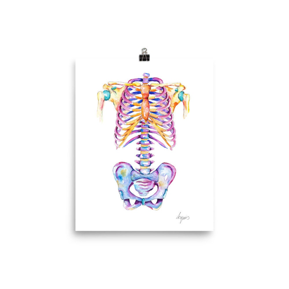 Medical Anatomy Art Stunning Watercolour Axial Skeleton PRINT - Etsy
