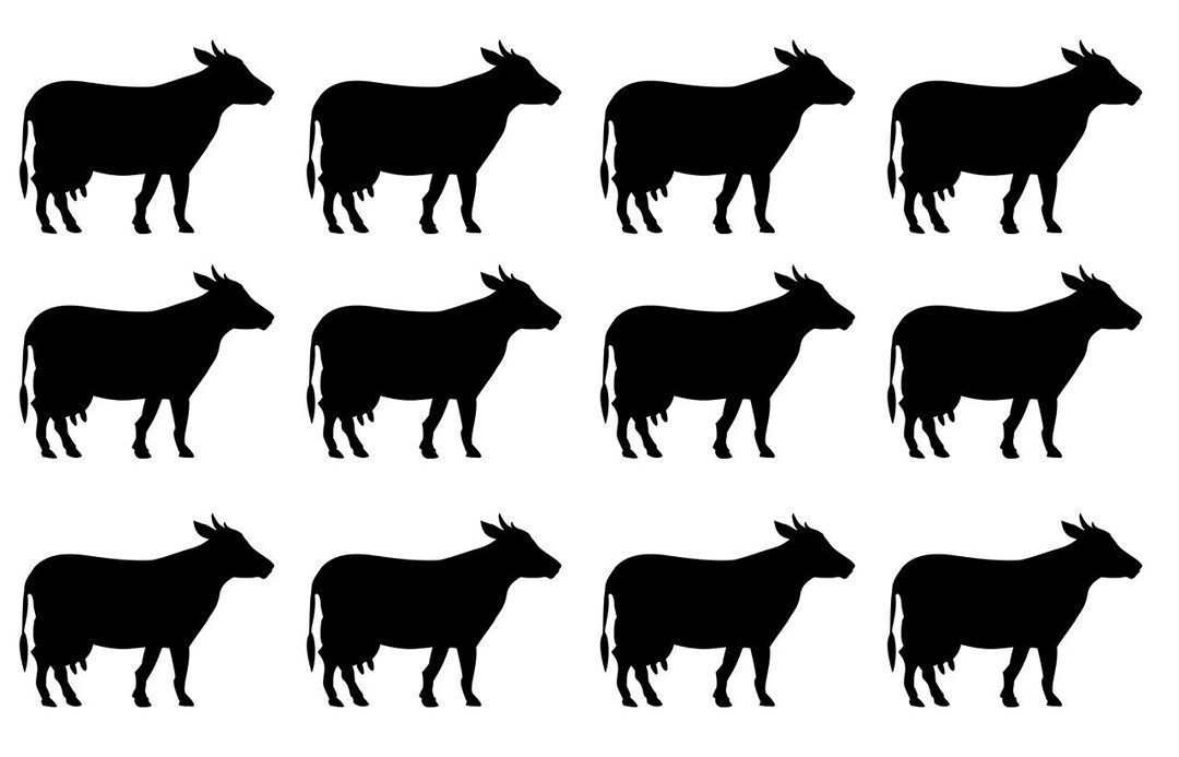 30 Cow Vinyl Decals, Cow Stickers, Kitchen Wallpaper, Beef Meal Choice ...