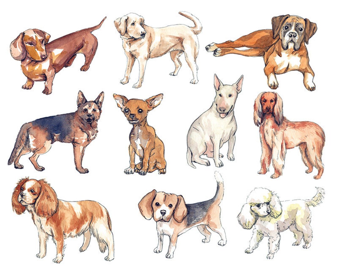 10 Watercolor DOG Illustrations / Digital PNG Clipart Graphics ...
