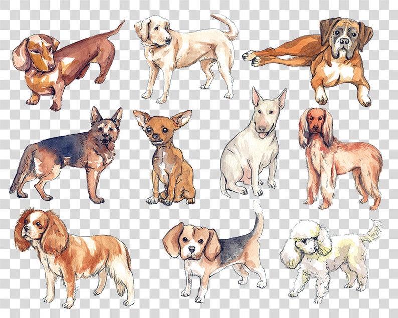 10 Watercolor DOG Illustrations / Digital PNG Clipart Graphics ...