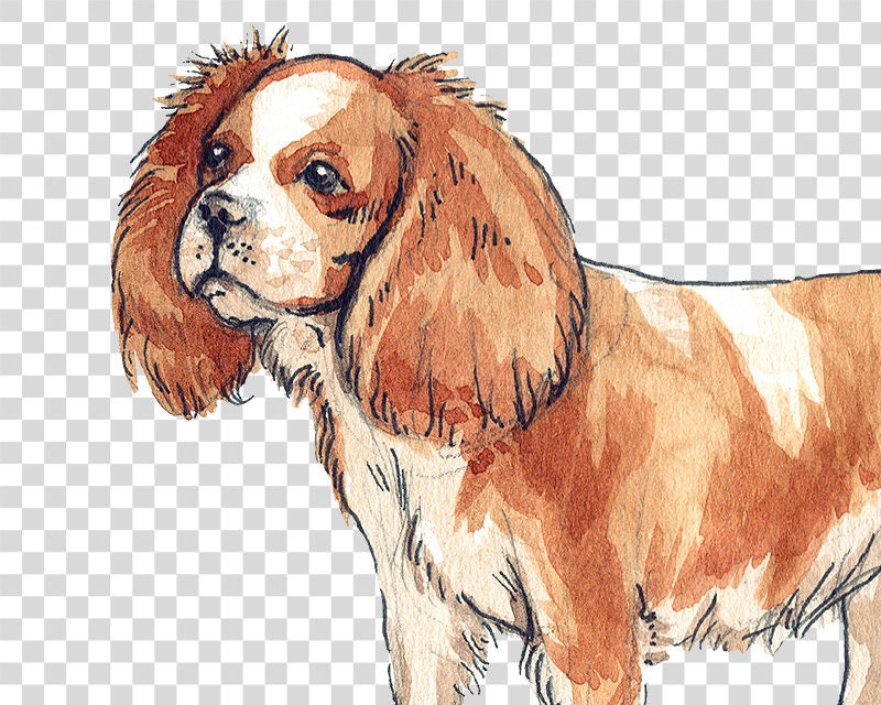 10 Watercolor DOG Illustrations / Digital PNG Clipart Graphics ...