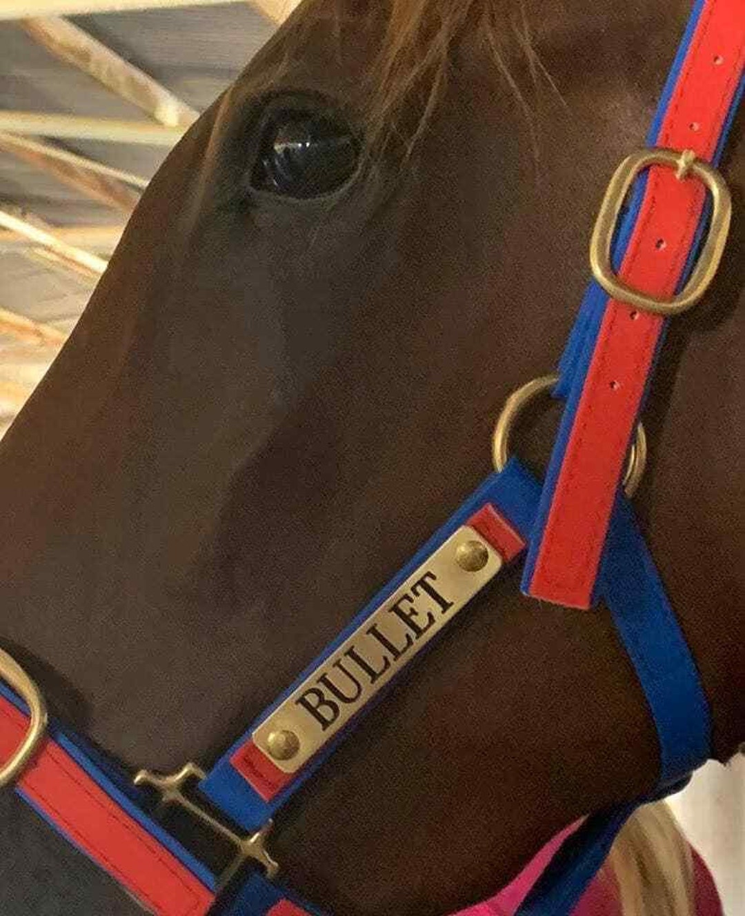 Horse Halter Head Collar Two Coloured 1"soft PVC Fully Adjustable Mini ...