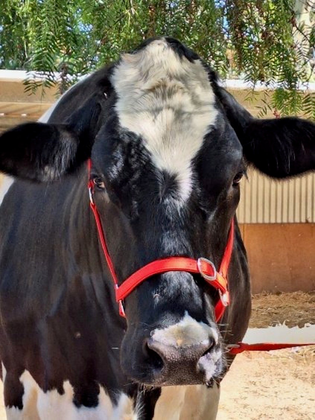 Cattle Halter Calf Heifer/cow/yearling Bull - Etsy