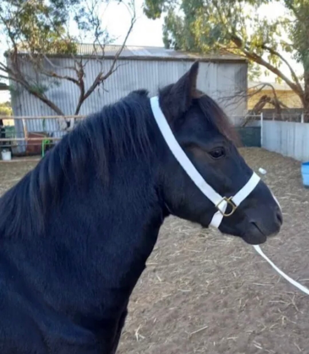 In Hand Show Welsh Halter & Lead Cotton White Fully Adjustable Pony ...