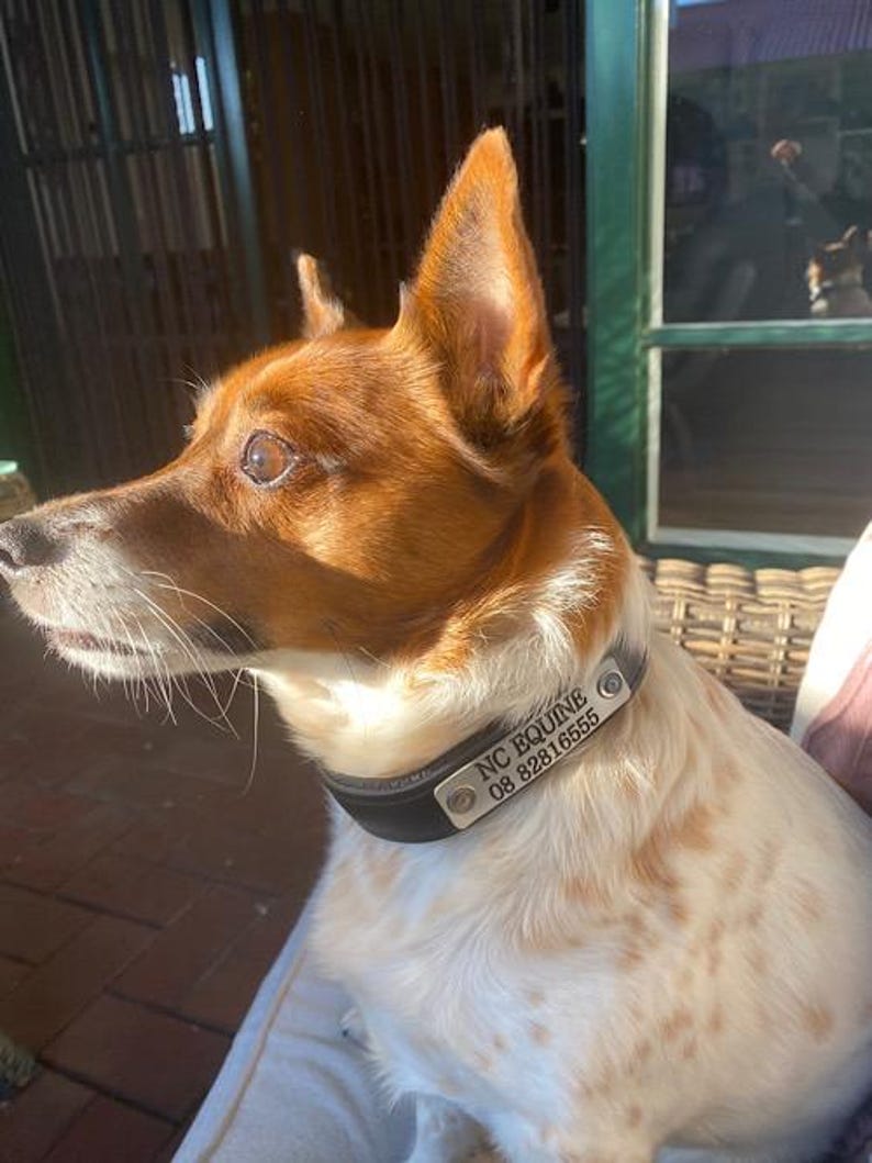 Dog Collar Working With Chain for Tie up in Ute With Name Plate - Etsy ...