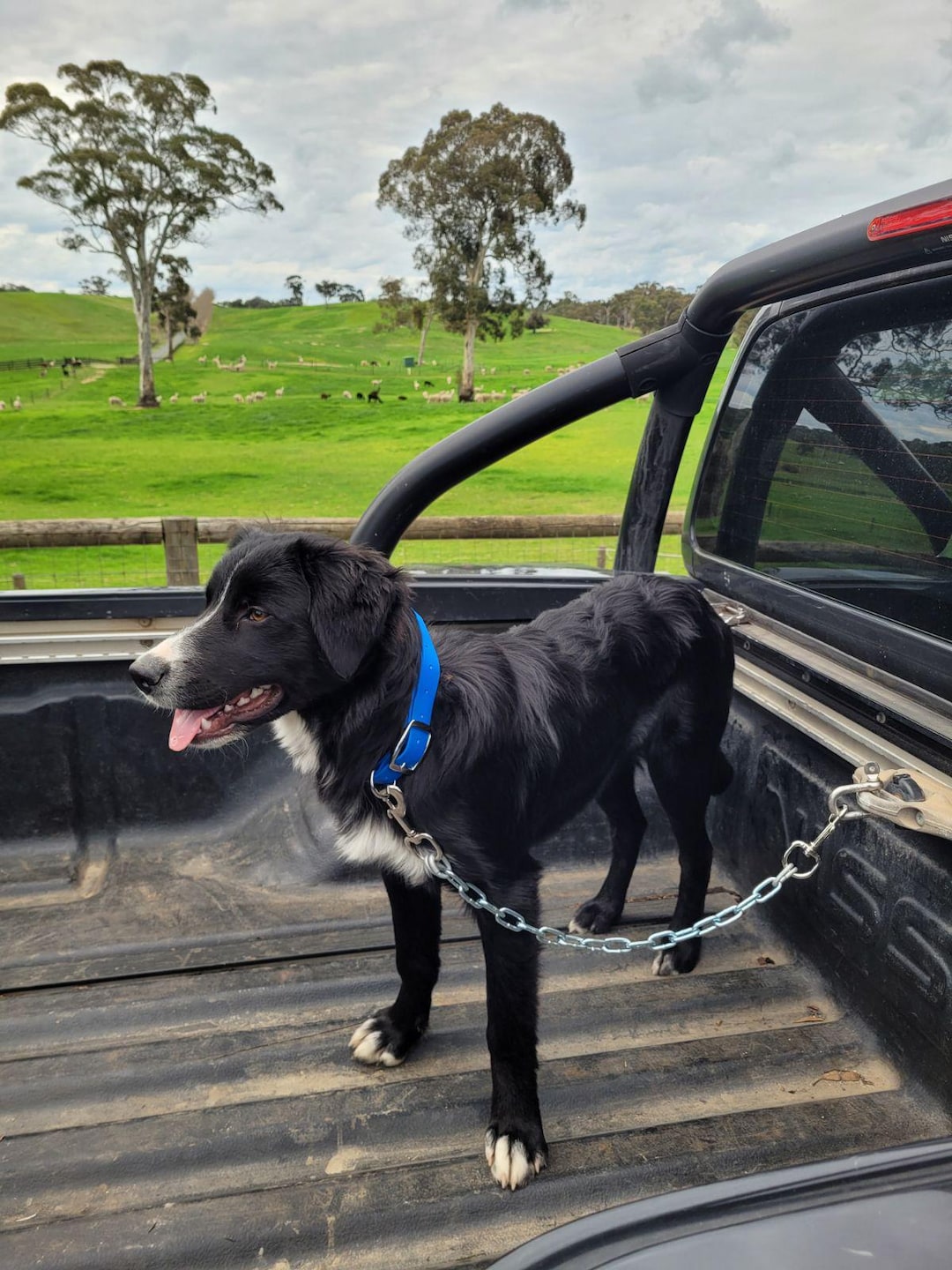Dog Collar Working With Chain for Tie up in Ute With Name Plate - Etsy ...