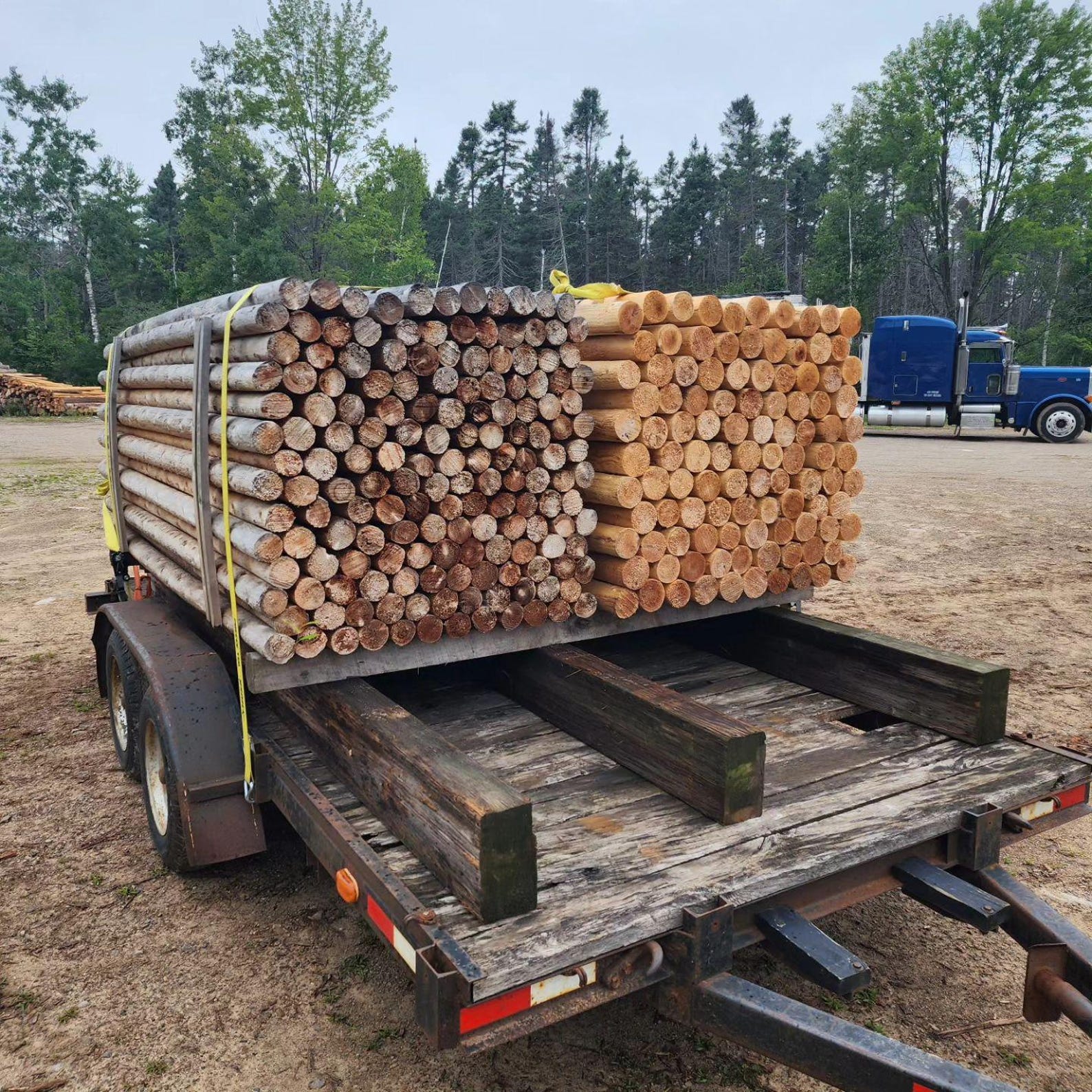 Hand Peeled Cedar Craft Logs: 2.5-3.5