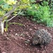 Hedgehog Wire Sculpture. Metal Garden Sculpture. Garden. Garden Decor ...