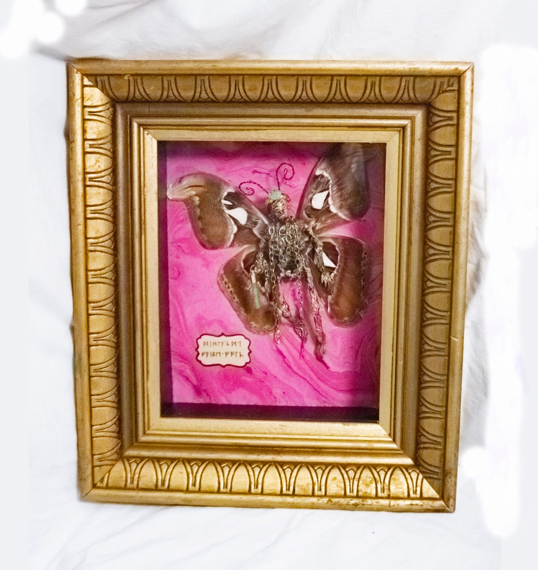 Atlas Moth Dead Fairy, Skeleton, Pixie, Mummified Fairy, Faux Taxidermy ...