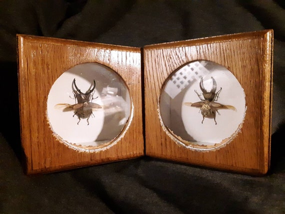 Steampunk Taxidermy Beetles Insect Taxidermy Double Upcycled | Etsy
