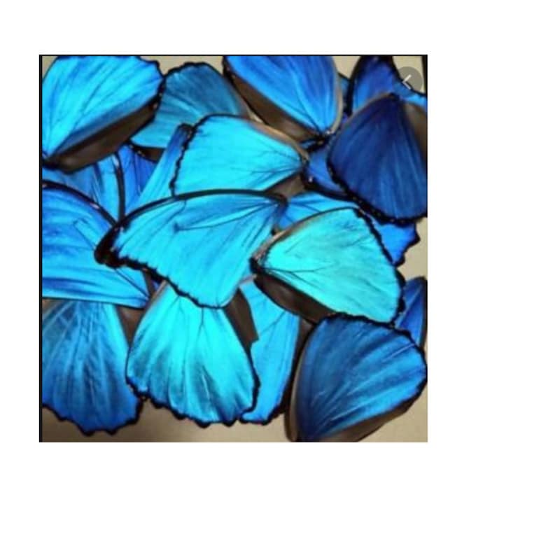 Real Butterfly Wing - Etsy
