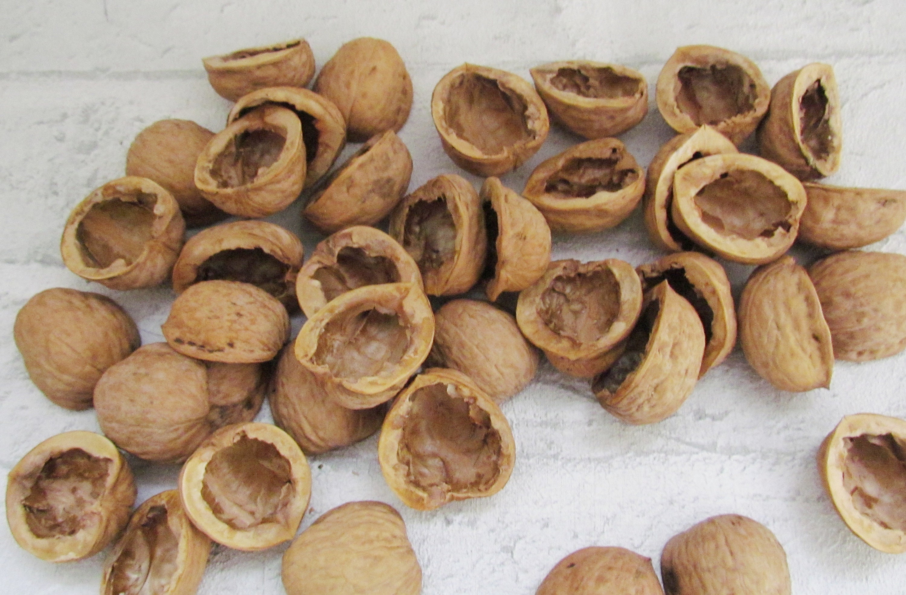 Natural Walnut Shell Walnut Halves Natural Christmas Ornament - Etsy