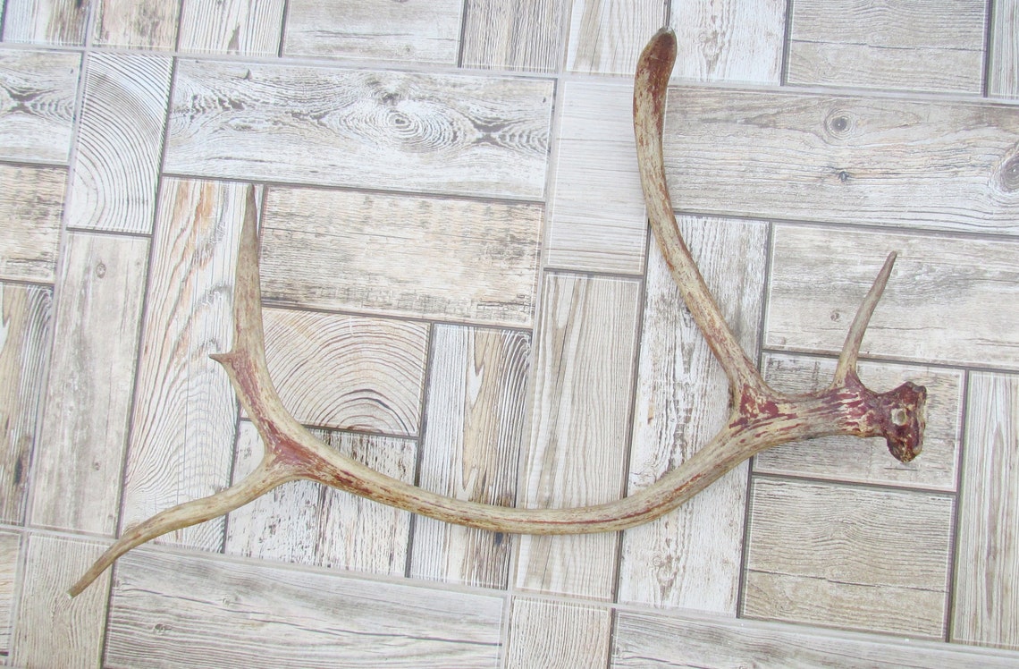 Rustic decor rustic wedding deer antlers | Etsy