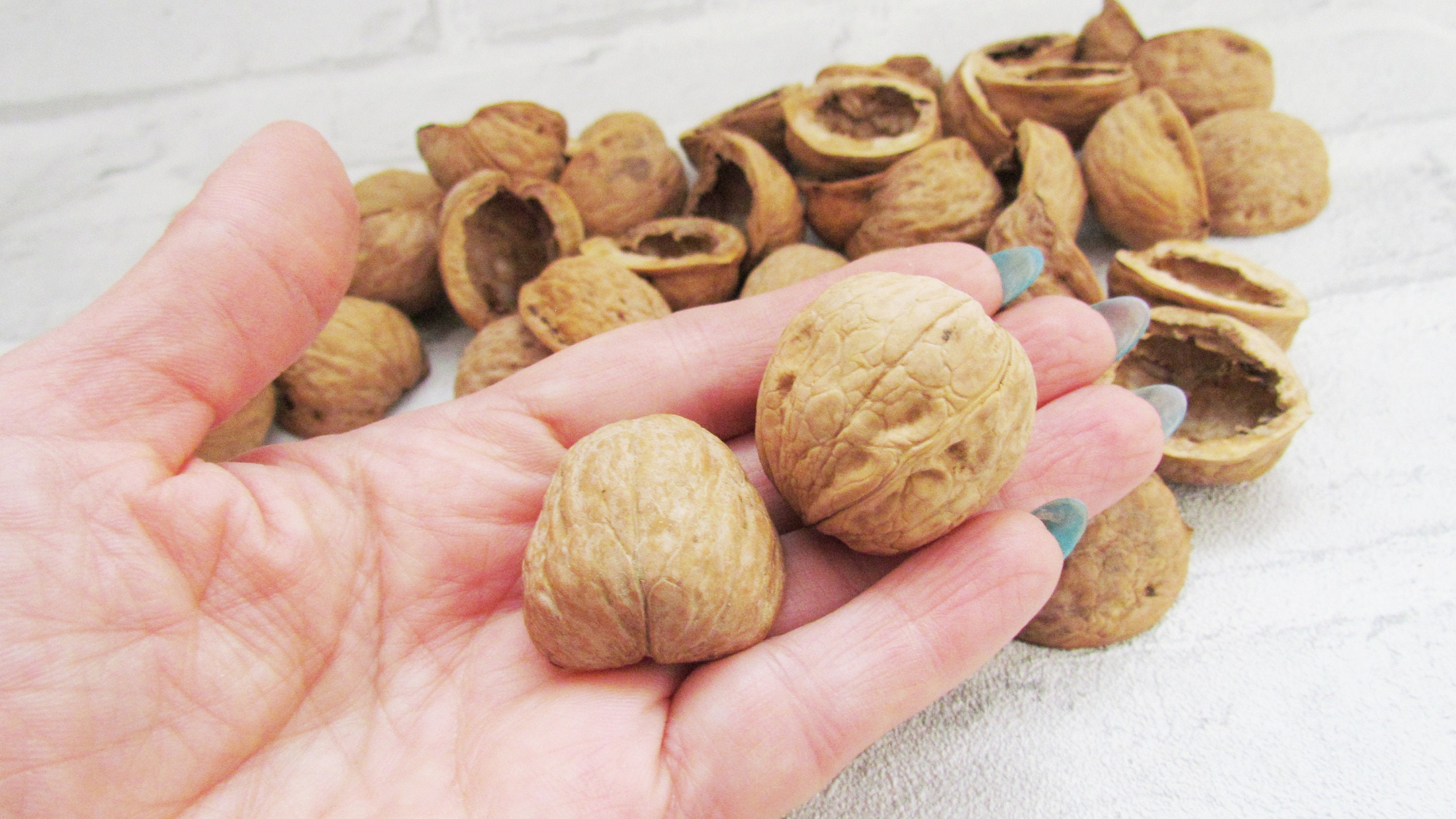 Natural Walnut Shell Walnut Halves Natural Christmas Ornament - Etsy
