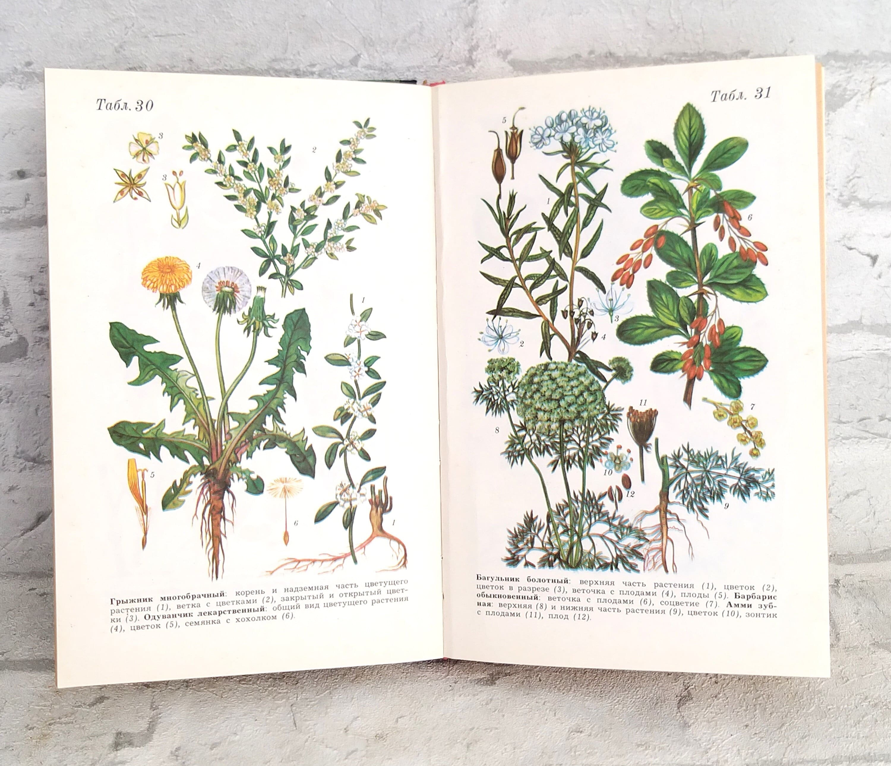 Herb Book Nature Books Illustrated Book Plants Forest | Etsy