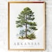 Loblolly Pine, the State Tree of Arkansas, Poster Print, Wall Décor - Etsy
