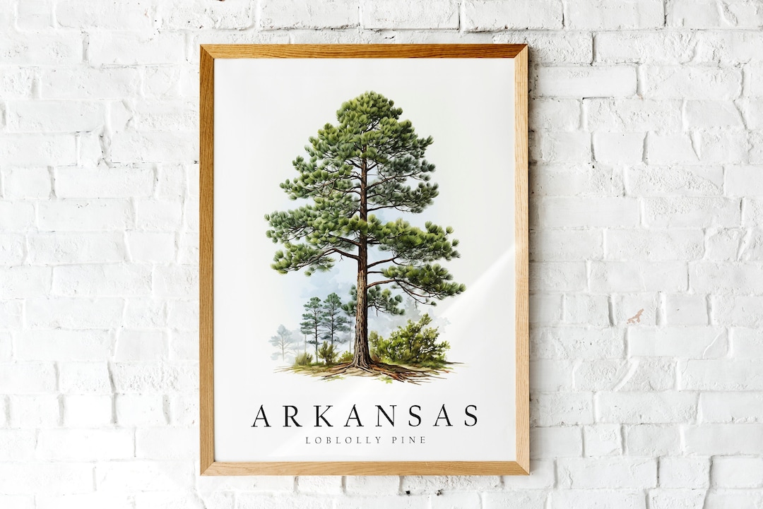 Loblolly Pine, the State Tree of Arkansas, Poster Print, Wall Décor - Etsy