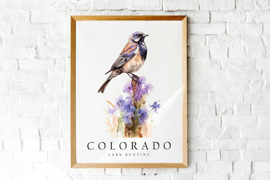 Lark Bunting, the State Bird of Colorado, Poster Print, Wall Décor - Etsy