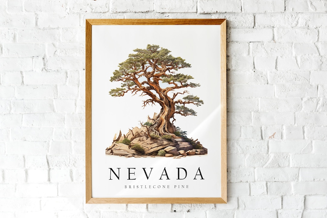 Bristlecone Pine, the State Tree 2 of Nevada, Poster Print, Wall Décor ...