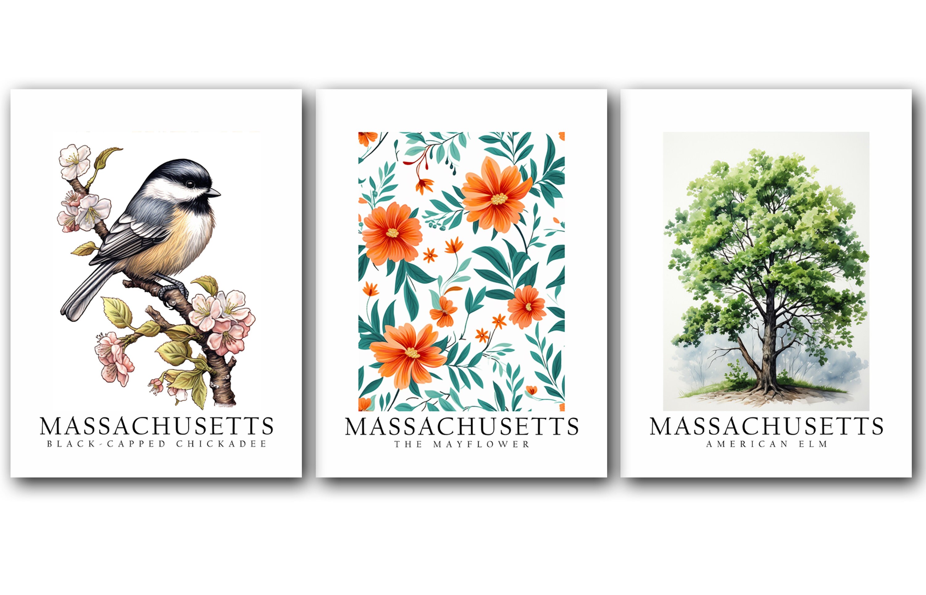 Massachusetts State Symbols Poster Print Set, Chickadee, Elm, Mayflower ...