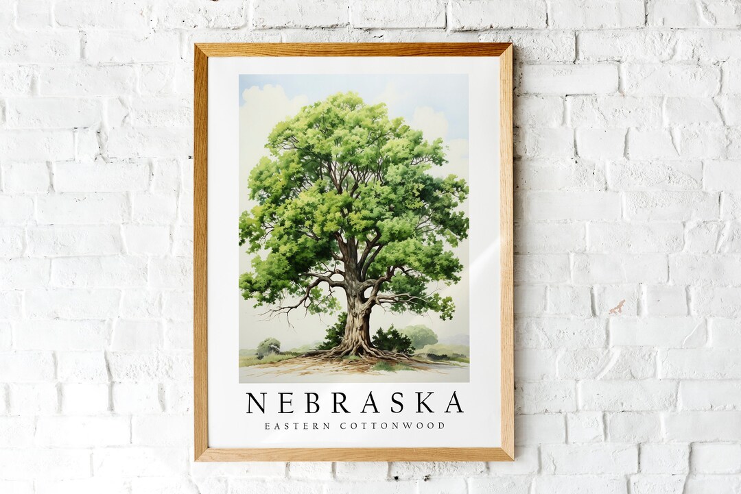 Eastern Cottonwood, the State Tree of Nebraska, Poster Print, Wall ...