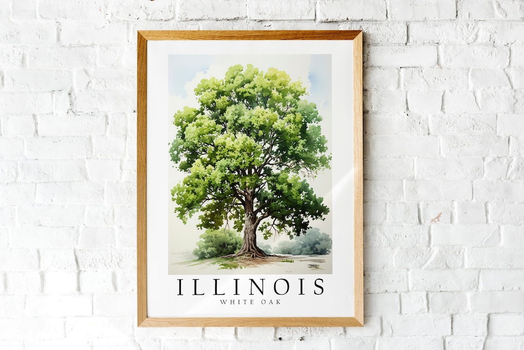 White Oak, the State Tree of Illinois, Poster Print, Wall Décor - Etsy