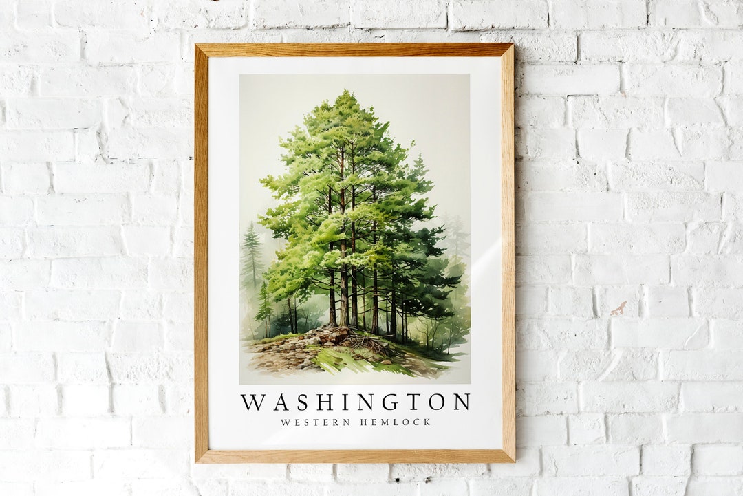 Western Hemlock, the State Tree of Washington, Poster Print, Wall Décor ...