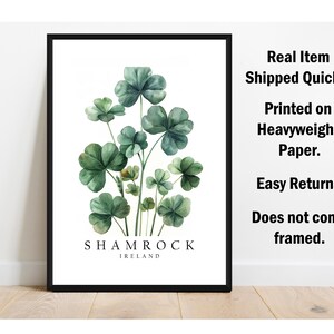Shamrock, Ireland National Flower, Poster Print, Wall Home Décor - Etsy