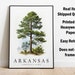 Loblolly Pine, the State Tree of Arkansas, Poster Print, Wall Décor - Etsy