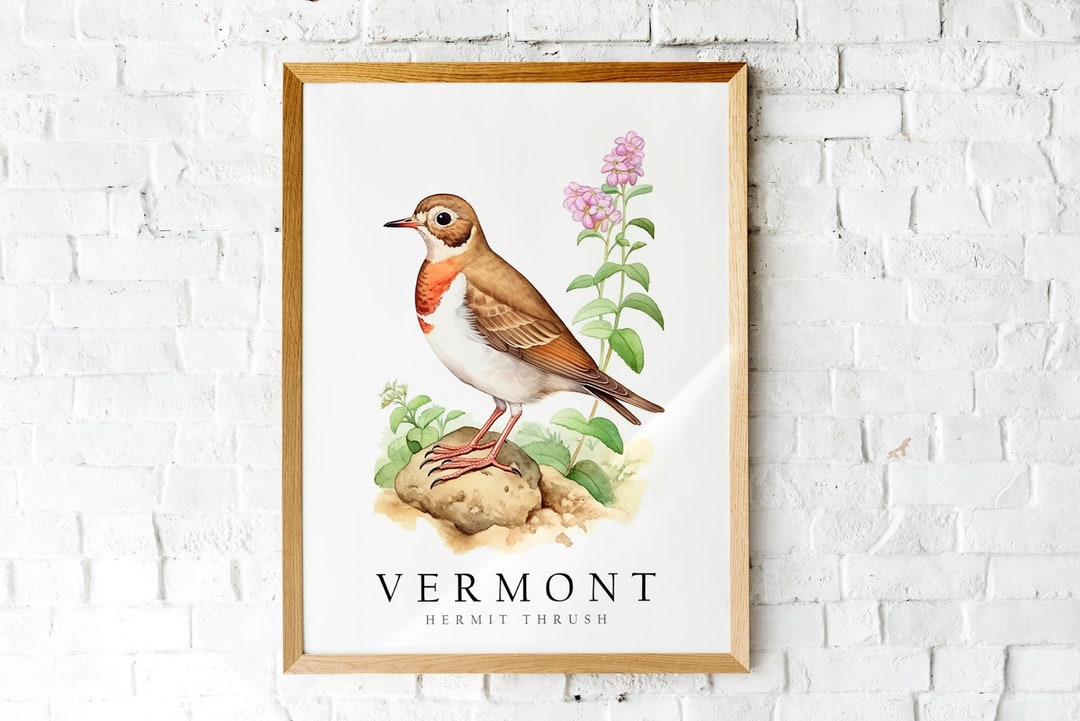 Hermit Thrush, the State Bird of Vermont, Poster Print, Wall Décor - Etsy