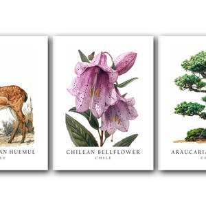 Chile National Symbols, the South Andean Huemul, Chilean Bellflower ...