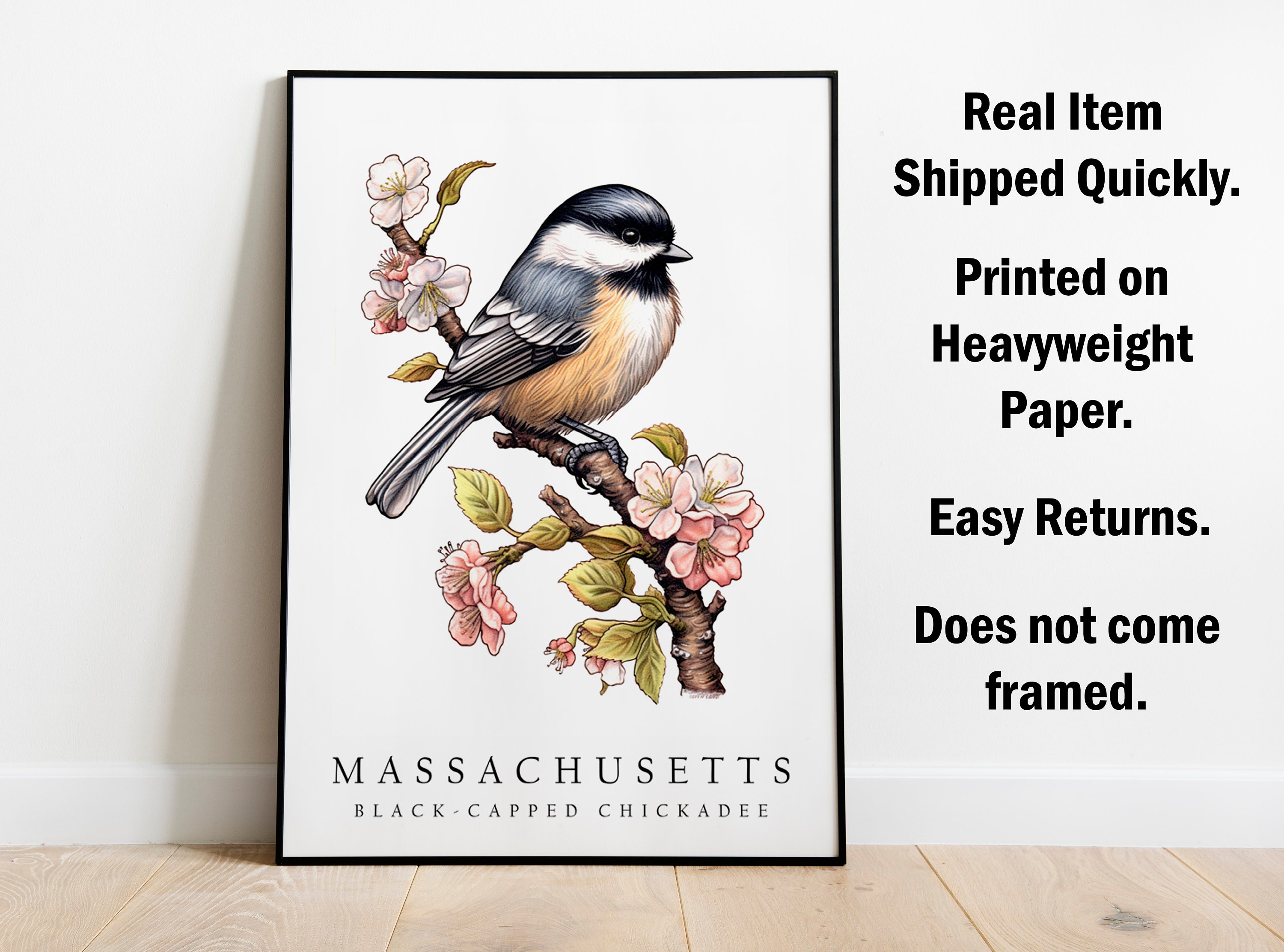 Black Capped Chickadee, the State Bird of Massachusetts, Poster Print ...