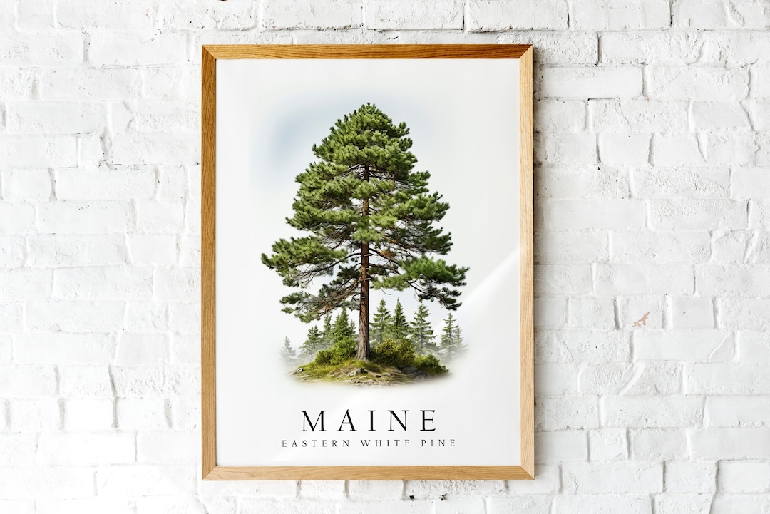 Eastern White Pine, the State Tree of Maine, Poster Print, Wall Décor ...