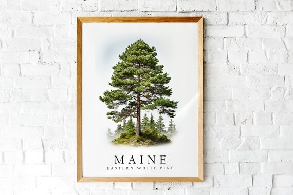 Maine White Pine