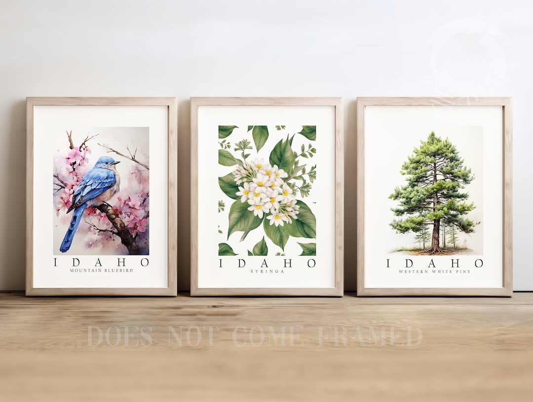 Idaho State Symbols Poster Prints, Mountain Bluebird, Syringa, White ...