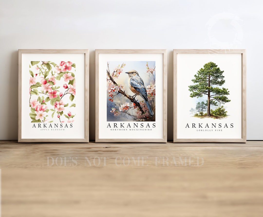 Arkansas State Bird Northern Mockingbird, State Tree Loblolly Pine ...