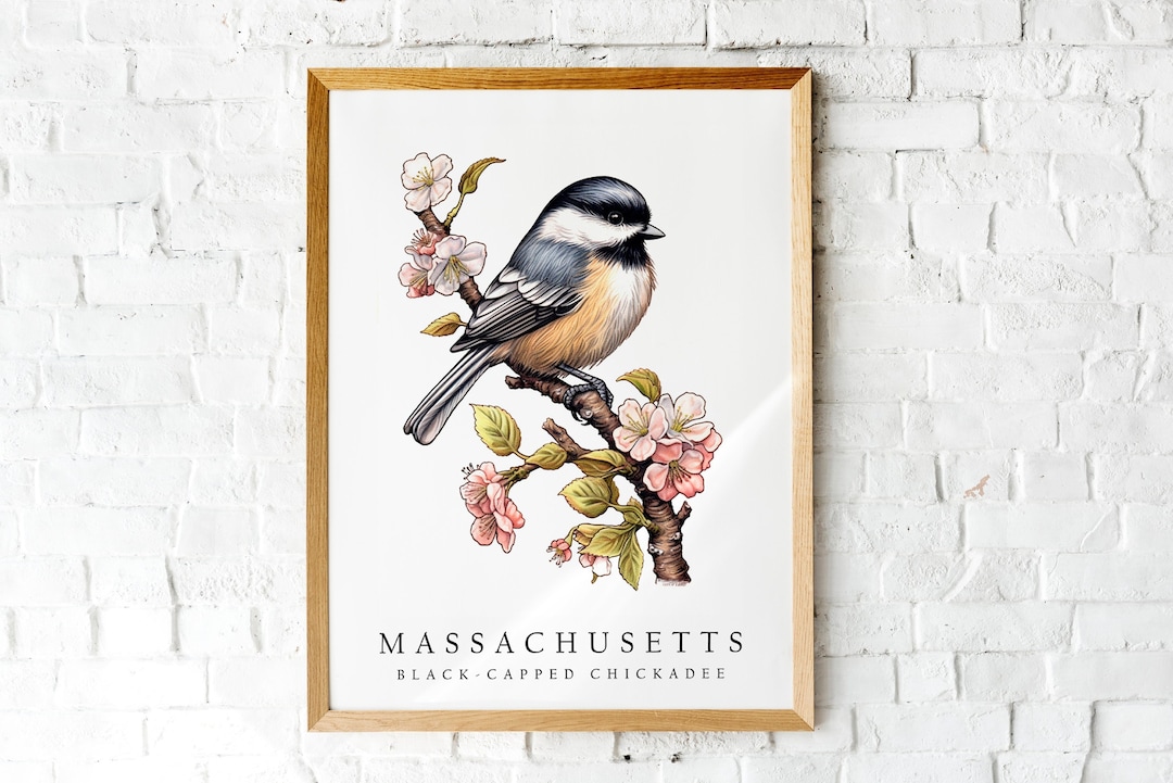 Black Capped Chickadee, the State Bird of Massachusetts, Poster Print ...