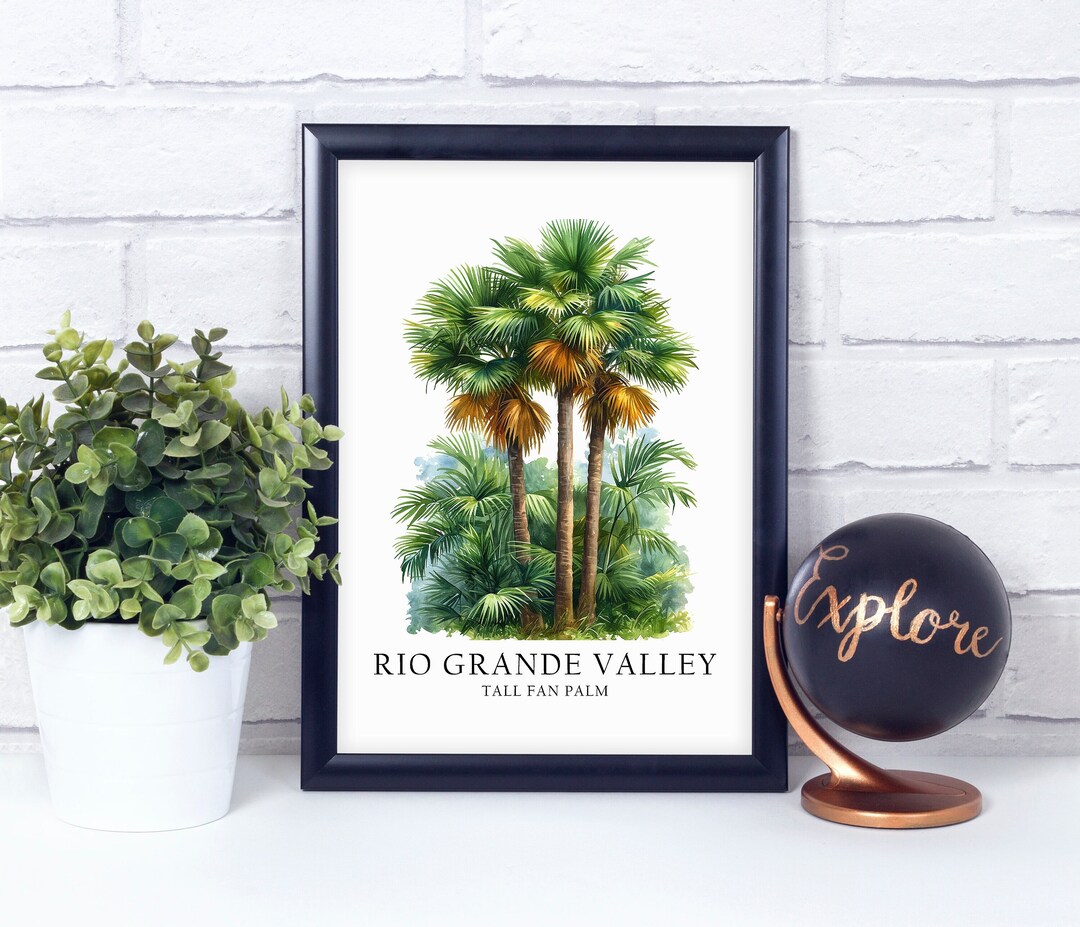 Tall Fan Palm, Rio Grande Valley, South Texas Tree, Poster Print, Wall ...