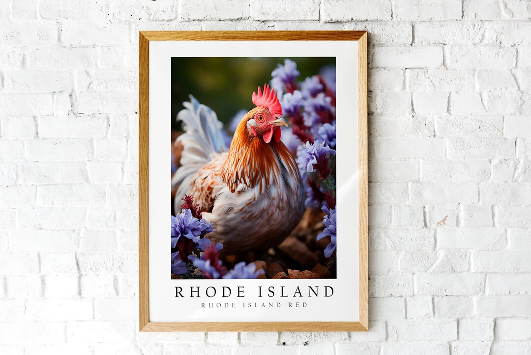 Rhode Island Red, the State Bird of Rhode Island, Poster Print, Wall ...