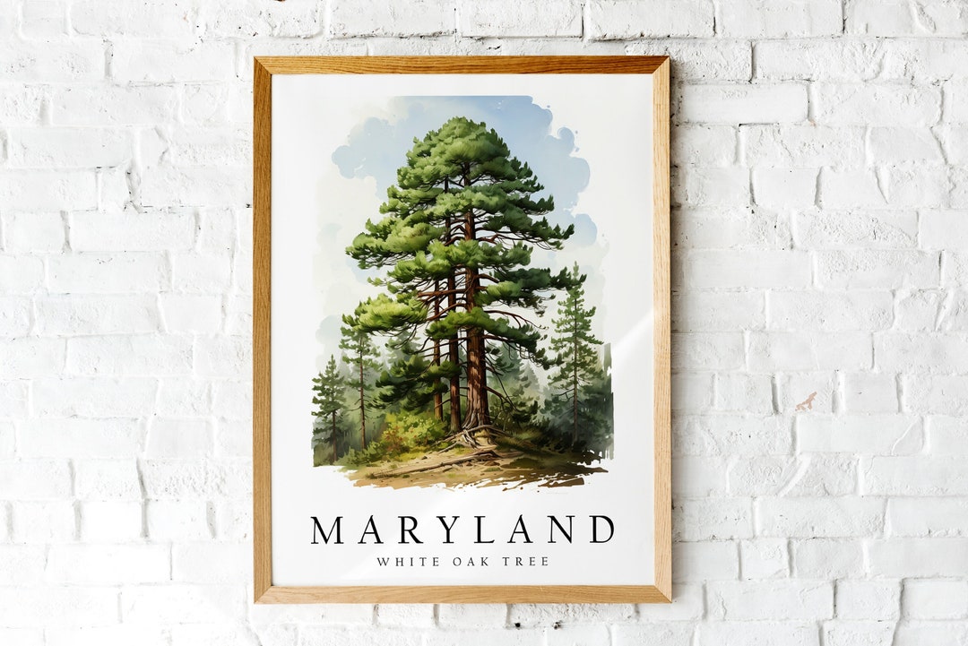 White Oak Tree, the State Tree of Maryland, Poster Print, Wall Décor - Etsy