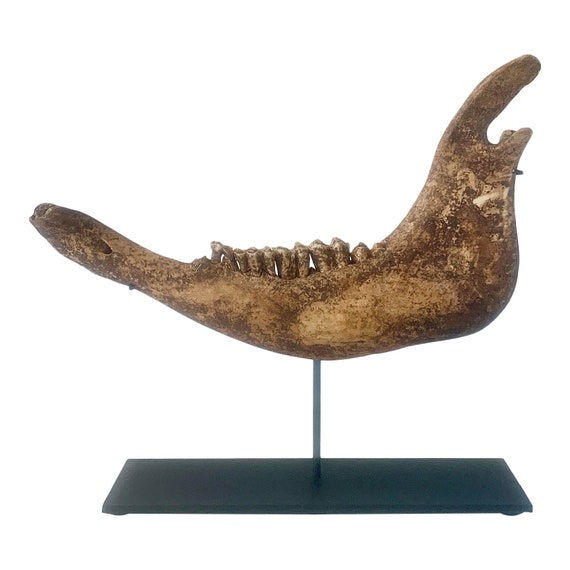 Vintage Cow Jaw on Custom Stand - Etsy