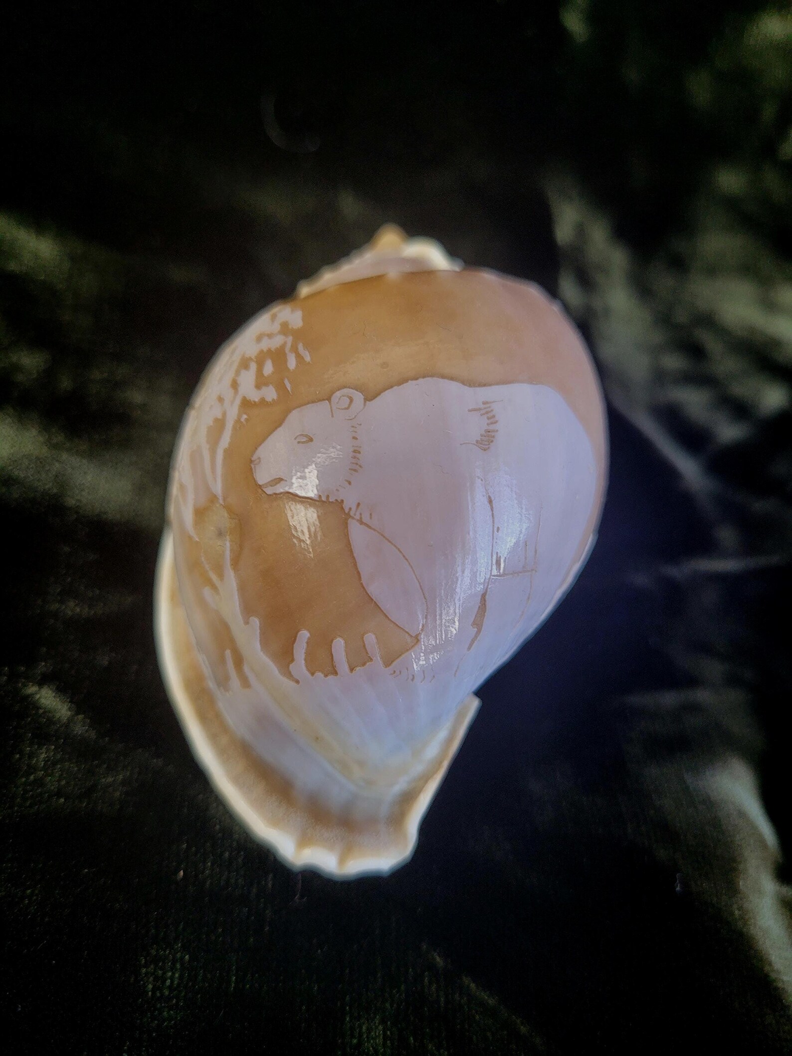 Vintage Decorated Large Cowrie Shell. Strolling Bear Engraved Shell ...