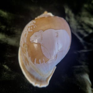 Vintage Decorated Large Cowrie Shell. Strolling Bear Engraved Shell ...