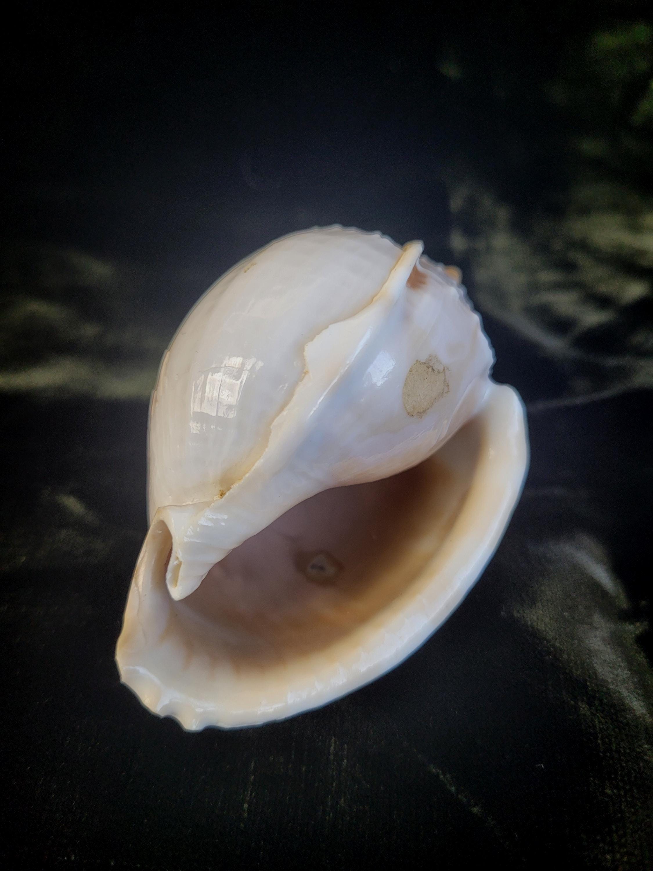 Vintage Decorated Large Cowrie Shell. Strolling Bear Engraved Shell ...