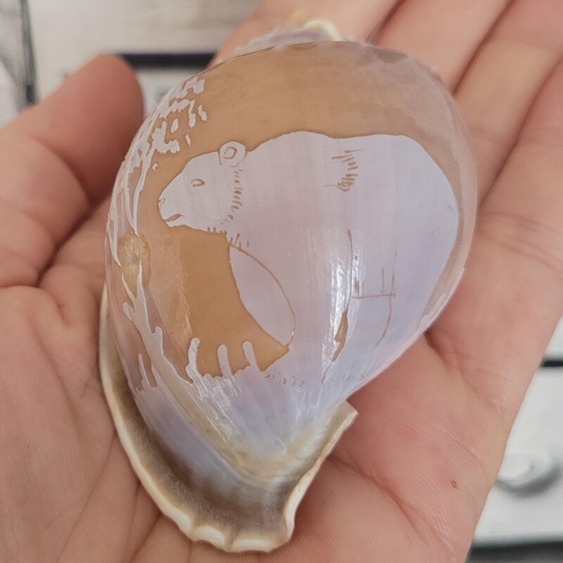 Engraved Shell - Etsy