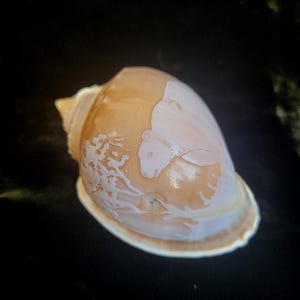 Vintage Decorated Large Cowrie Shell. Strolling Bear Engraved Shell ...