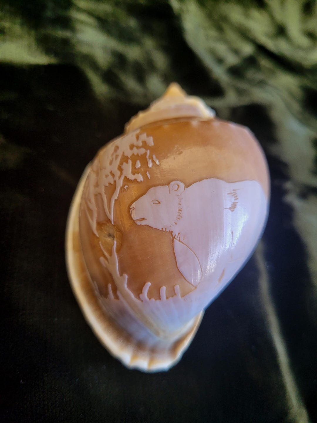 Vintage Decorated Large Cowrie Shell. Strolling Bear Engraved Shell ...